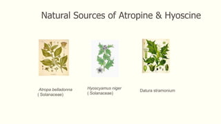 Atropine | PPTX | Eye and Vision Conditions | Diseases and Conditions