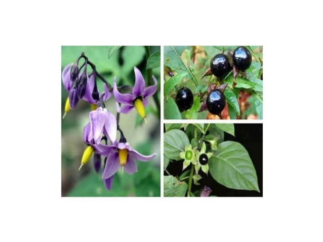 Atropine poisoning | PPTX | Diseases and Conditions | Medical Health