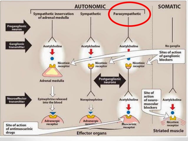 Atropine | PPTX | Chemistry | Science