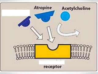 Atropine | PPTX