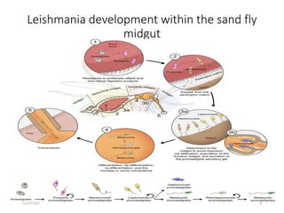 ddddddddddddddddddddddddddddddddddddATSB.pptx