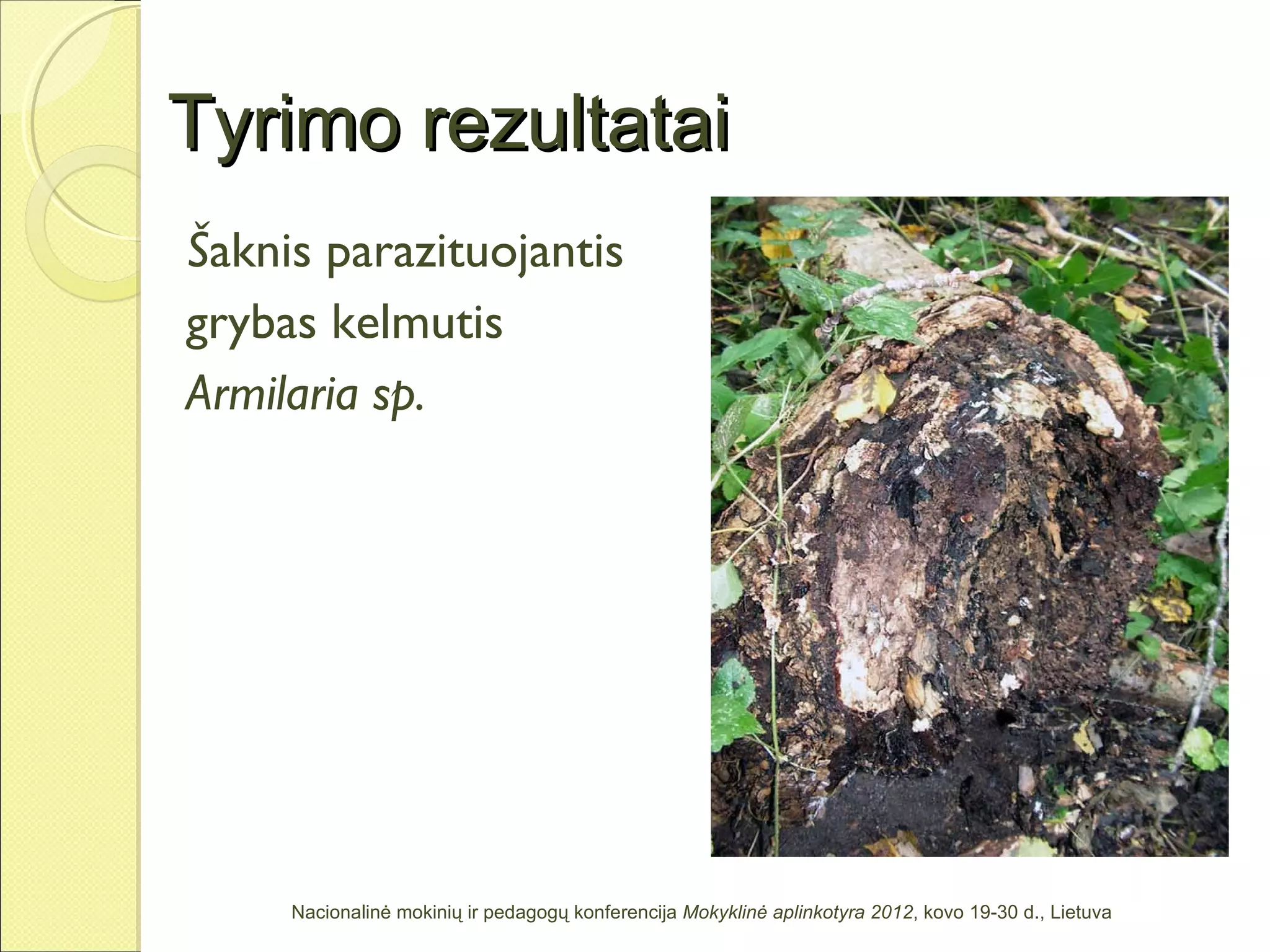 Atsigrezkim i uosius | PPT