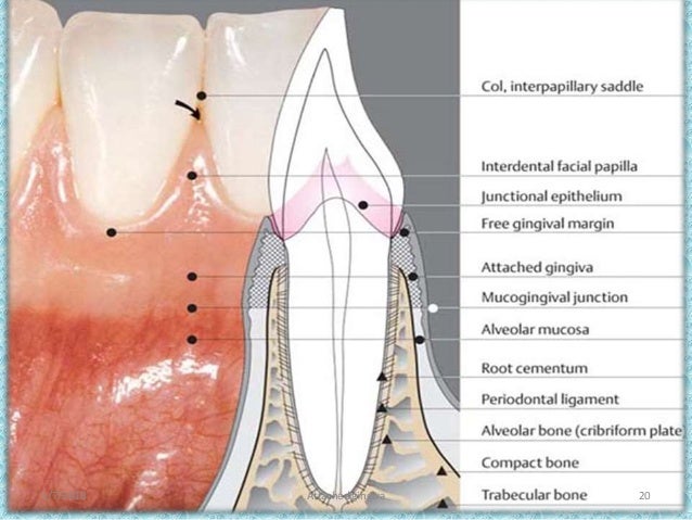ATTACHED GINGIVA