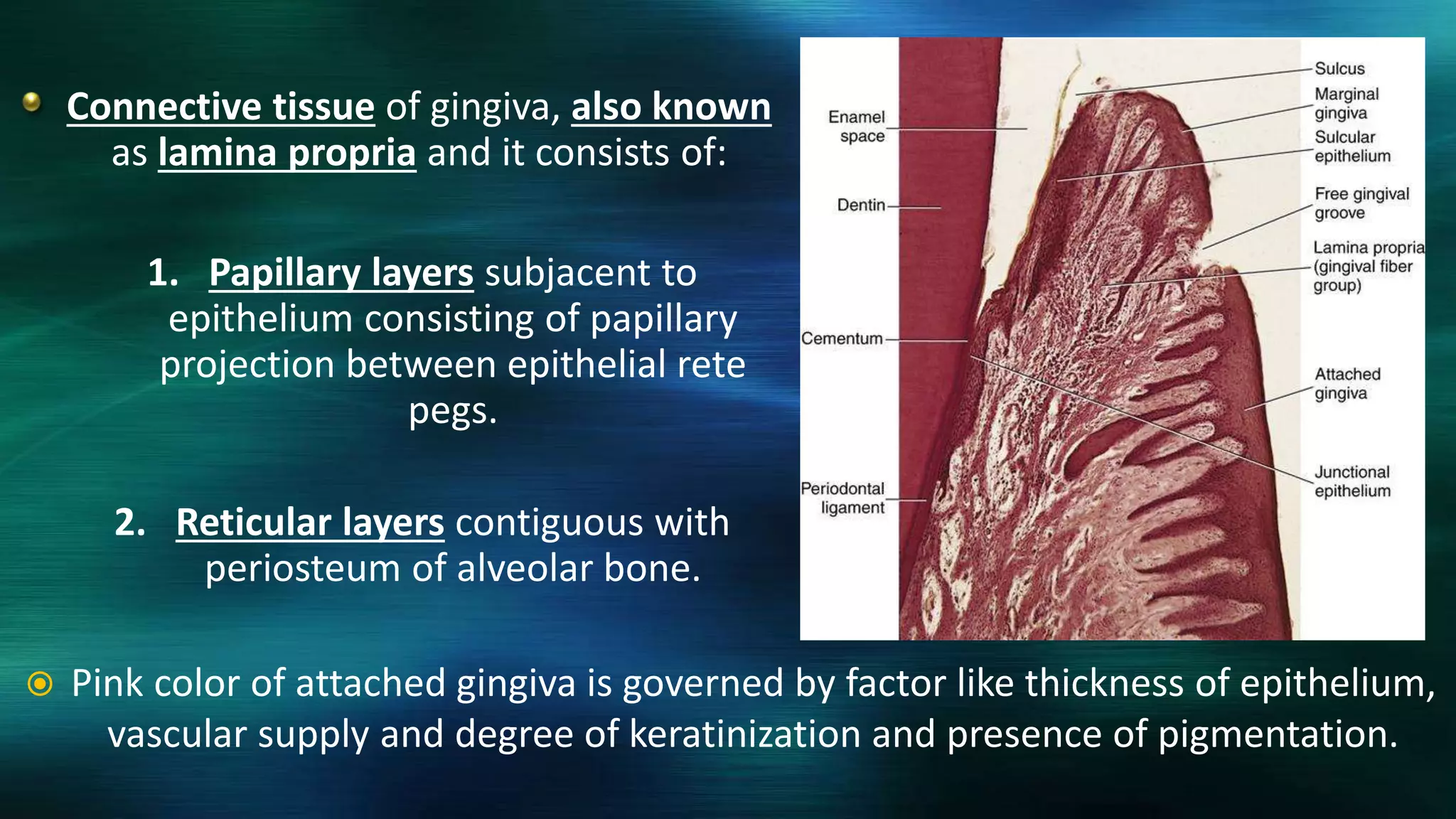 Attached gingiva and its significance | PPTX