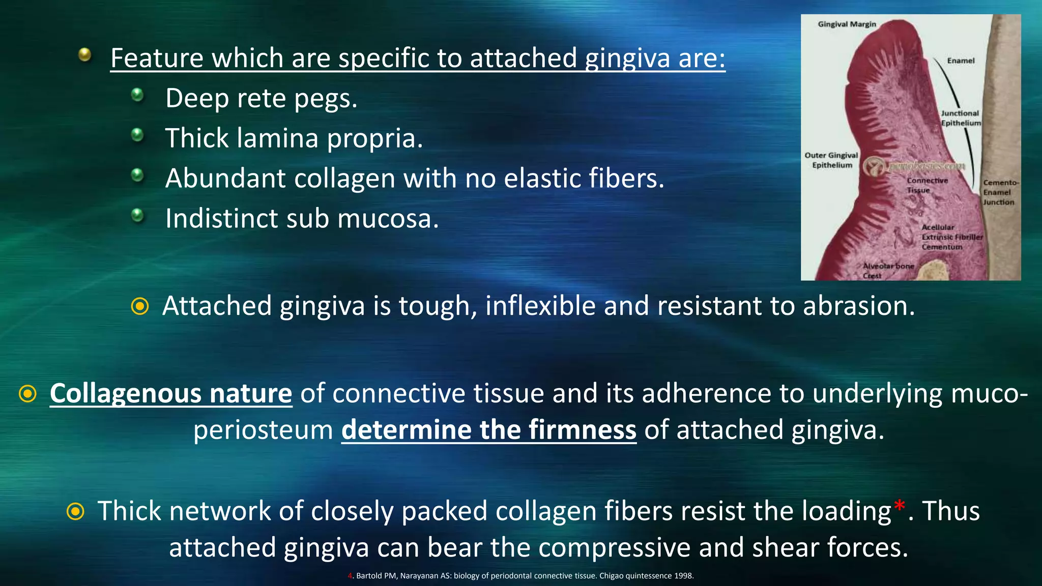 Attached gingiva and its significance | PPTX