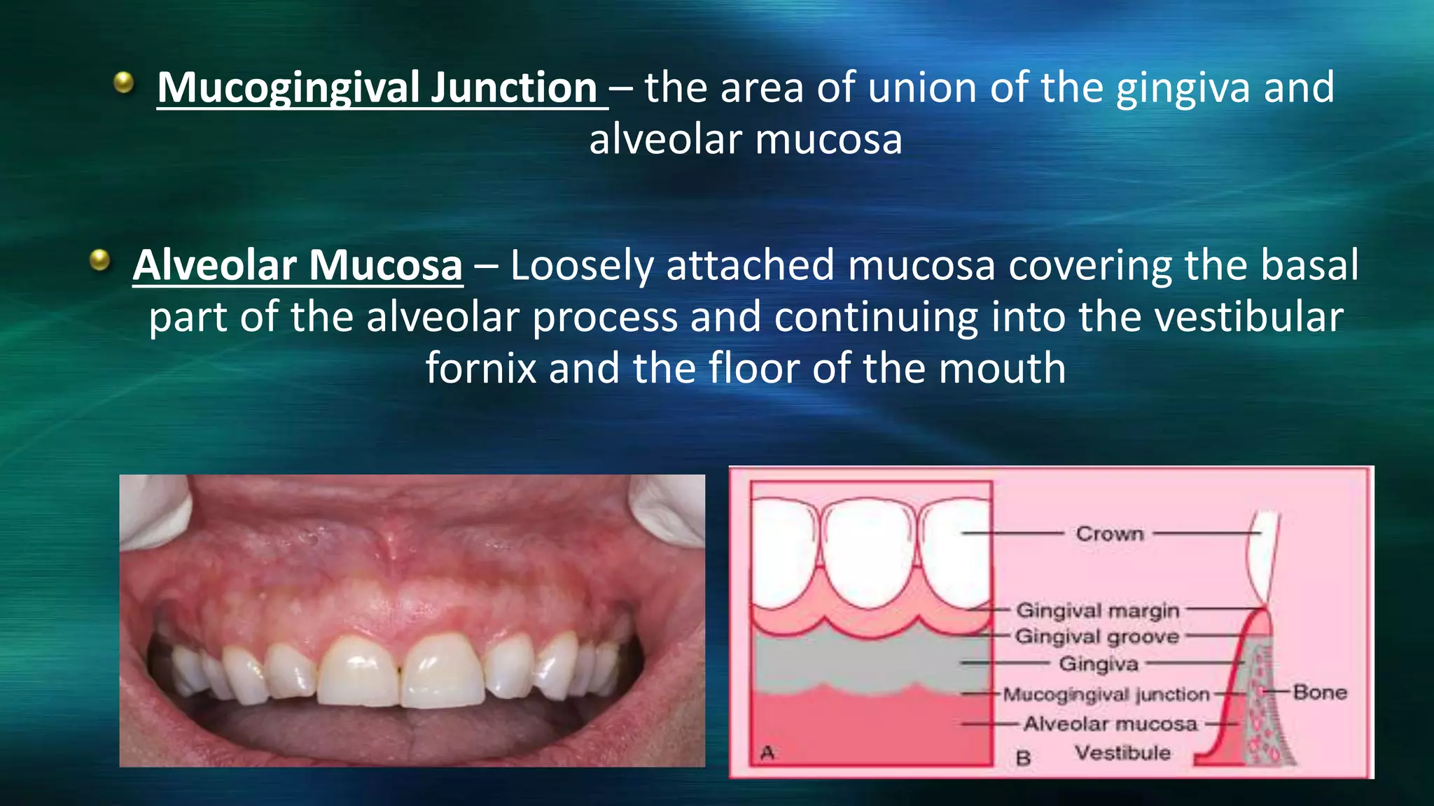 Attached gingiva and its significance | PPTX