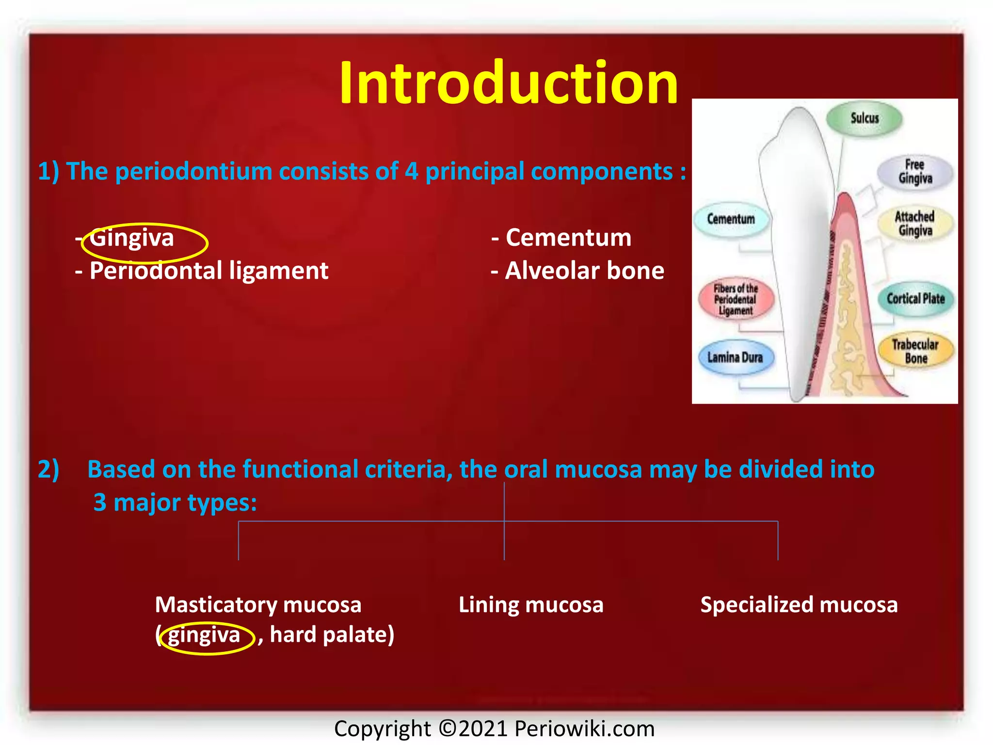 Attached gingiva and procedures for gingival augmentation | PPTX