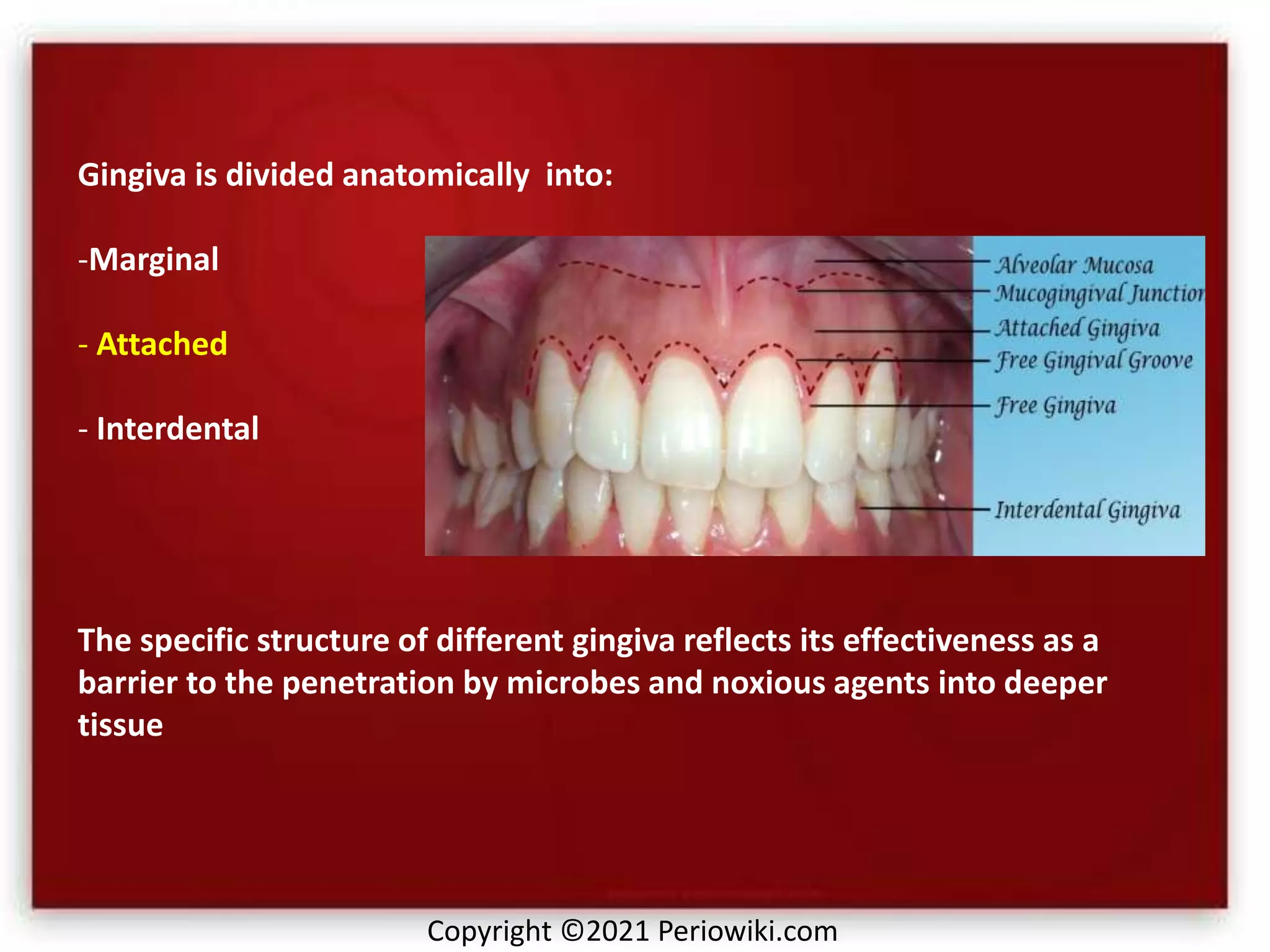 Attached gingiva and procedures for gingival augmentation | PPTX