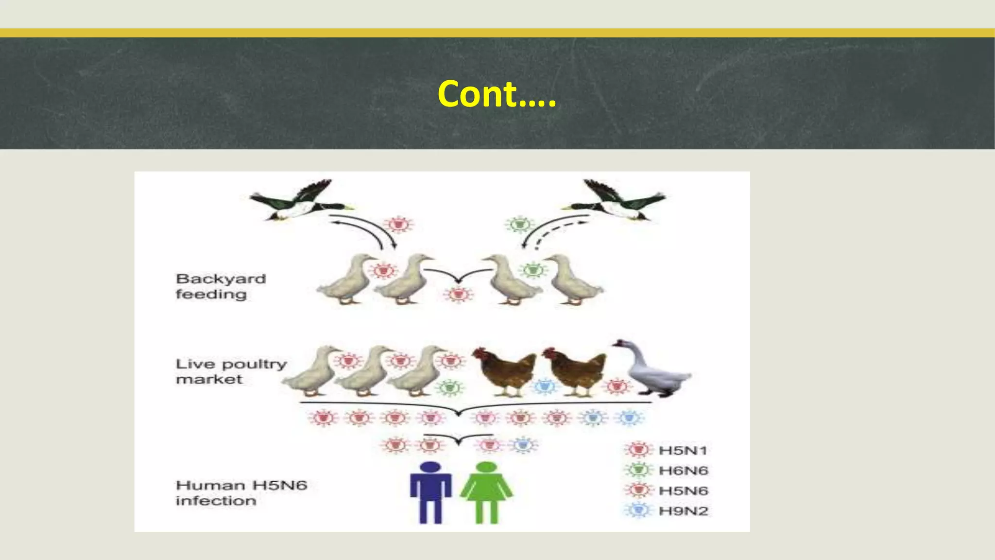 A presentation on Avian Influenza | PPTX
