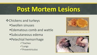 A presentation on Avian Influenza | PPTX