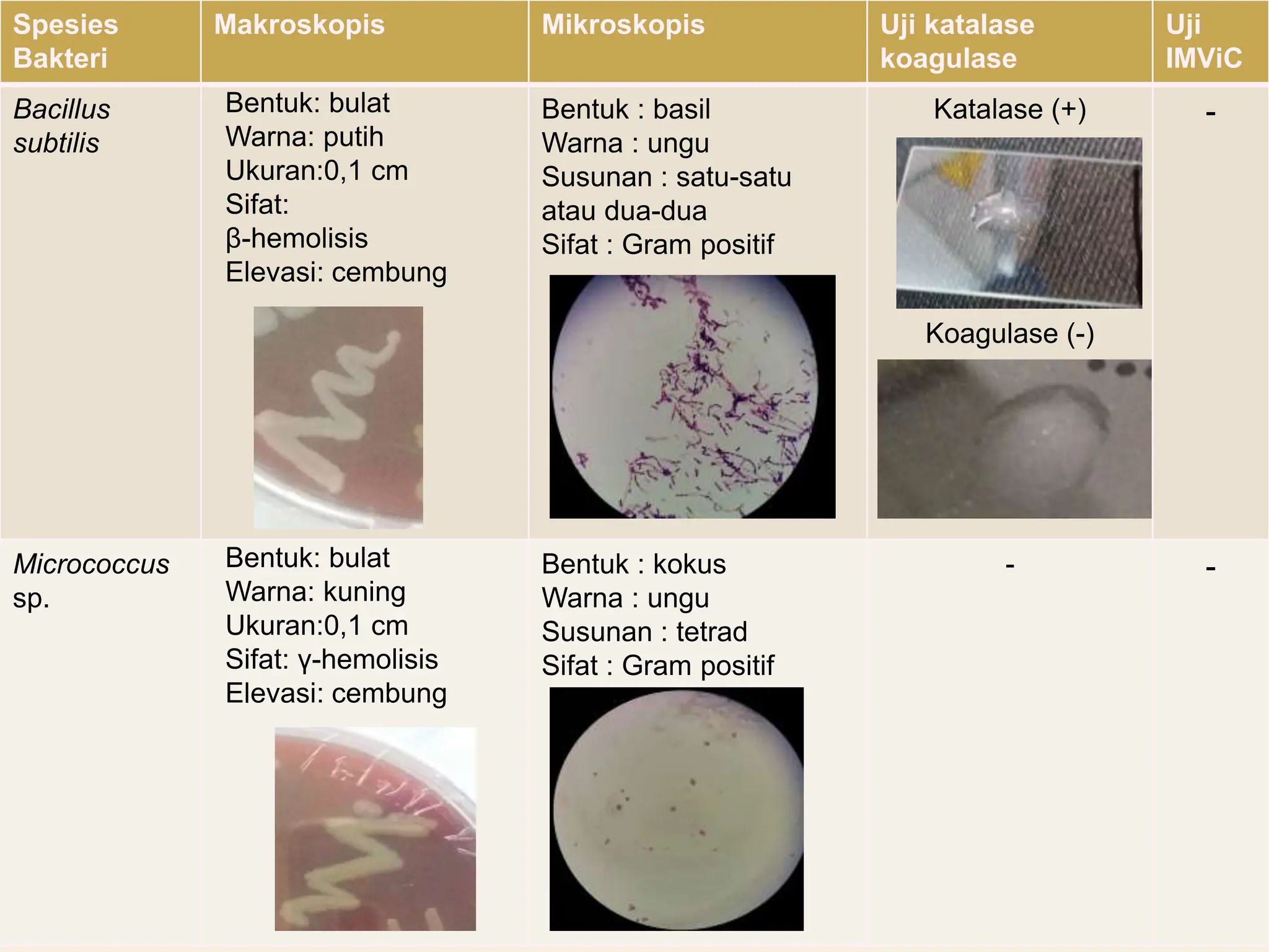 Identifikasi bakteri dalam ruangan .pptx