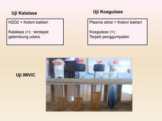 Identifikasi bakteri dalam ruangan .pptx