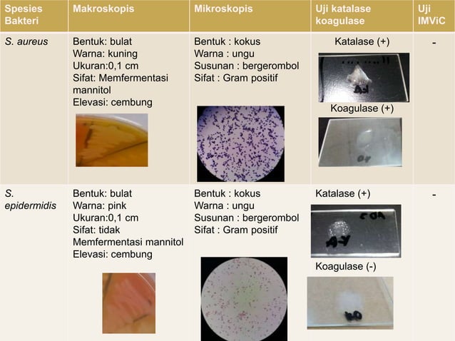 Identifikasi bakteri dalam ruangan .pptx