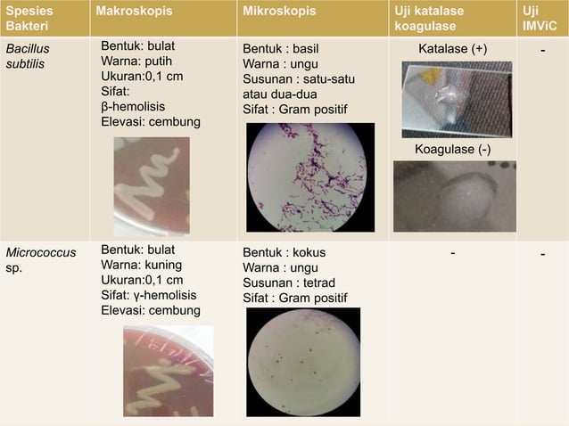 Identifikasi bakteri dalam ruangan .pptx