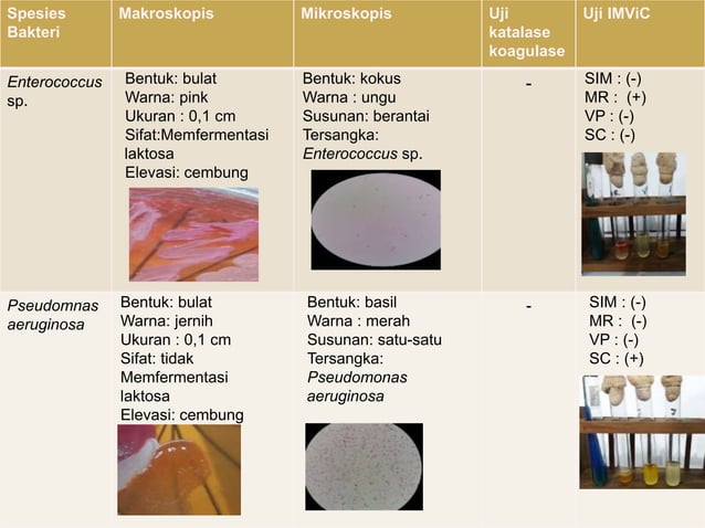 Identifikasi bakteri dalam ruangan .pptx