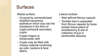 applied anatomy and diseases of tonsil | PPTX