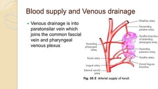 applied anatomy and diseases of tonsil | PPTX