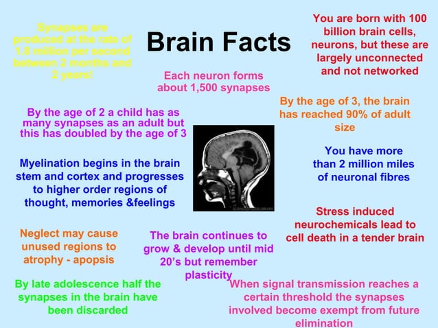 Attachment, Emotional Well-being and the Developing Brain Presentation ...