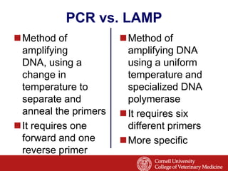 Cryptosporidium LAMP | PPTX