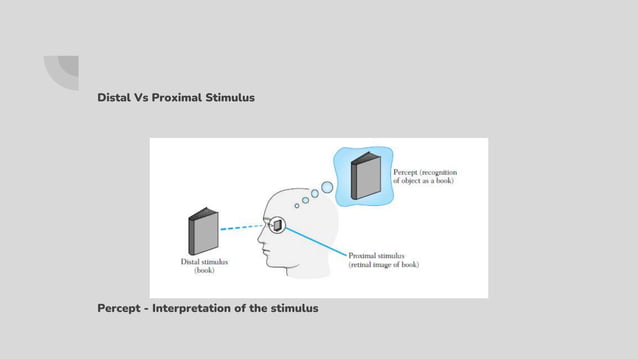 Attention & Perception - Cognitive Psychology.pptx | Parenting Babies ...