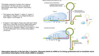 Attenuation in Tryptophan Operon_Mamun_Neel.pptx