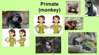 ASL At the zoo words | PPT | Free Download