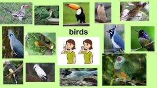 ASL At the zoo words | PPT