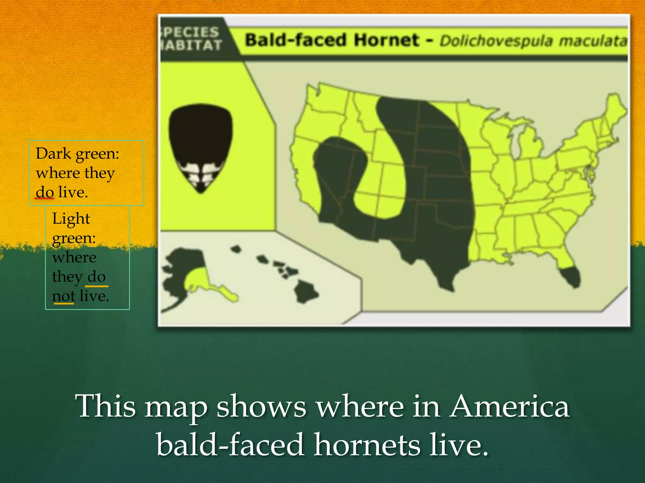 Atticus's report on hornets | PPTX | Beekeeping | Hobbies & Interests