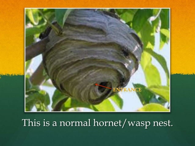 Atticus's report on hornets | PPTX | Beekeeping | Hobbies & Interests