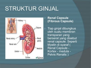 Pembentukan urin dan mikronutrisi | PPTX