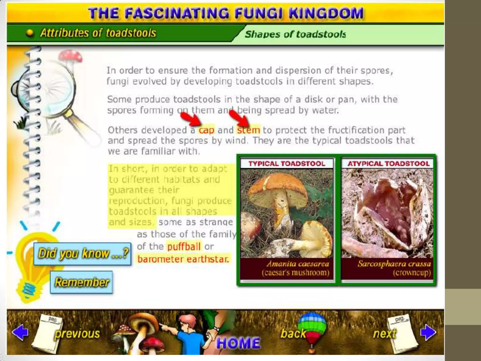 Attributes of mushrooms and toadstools presentation | PPTX