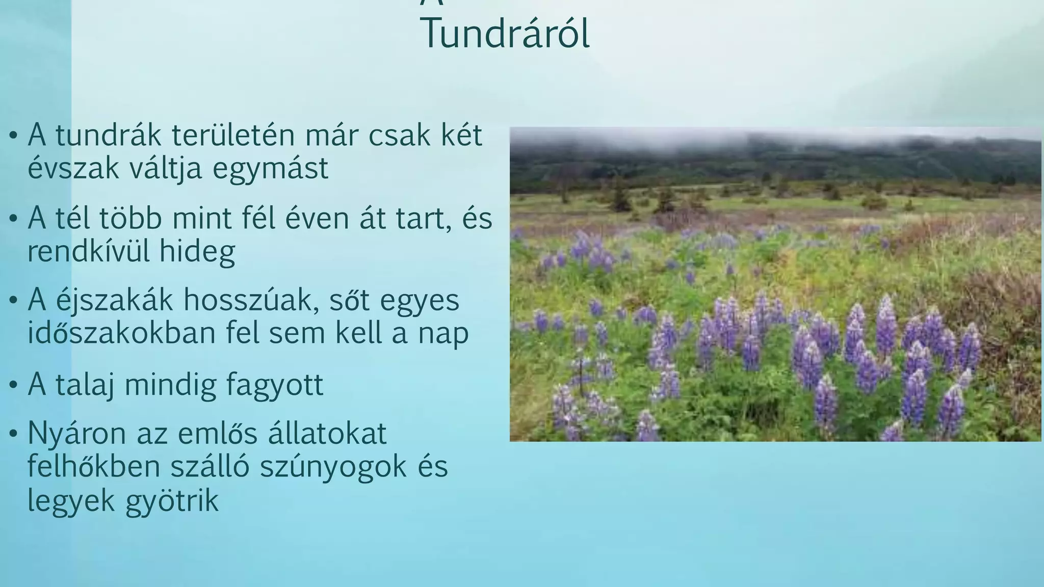 A tundra élővilága | PPTX