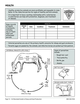 An Illustrated Guide to Sheep and Goat Production (Hmong language ...