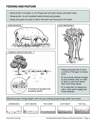 An Illustrated Guide to Sheep and Goat Production (Hmong language ...