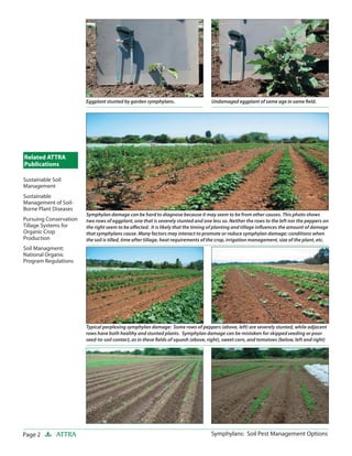 Symphylans: Soil Pest Management Options | PDF