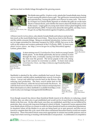 Thistle Control Alternatives | PDF