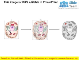 A typical animal cell (as seen in an electron microscope) Medical ...