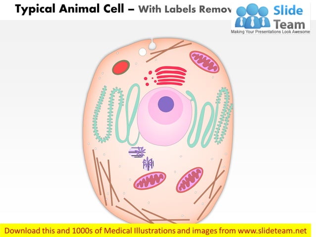 A typical animal cell (as seen in an electron microscope) Medical ...
