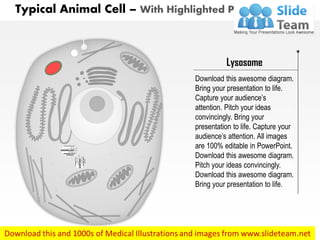 Animal Cell Electron Microscope Labelled