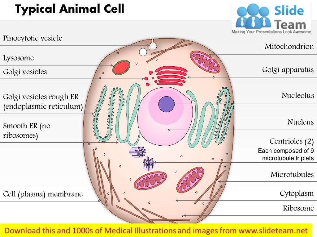 A typical animal cell (as seen in an electron microscope) Medical Ima…