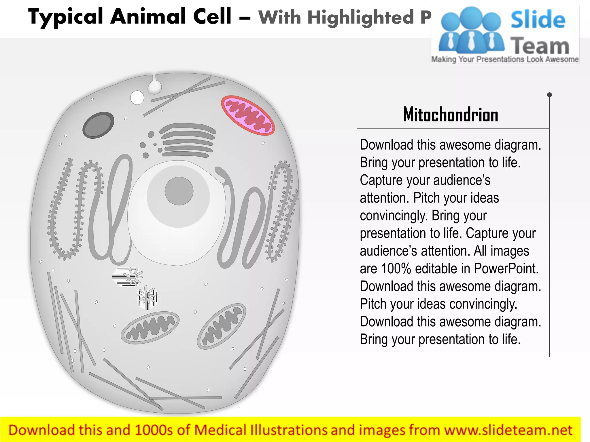 A typical animal cell (as seen in an electron microscope) medical ...
