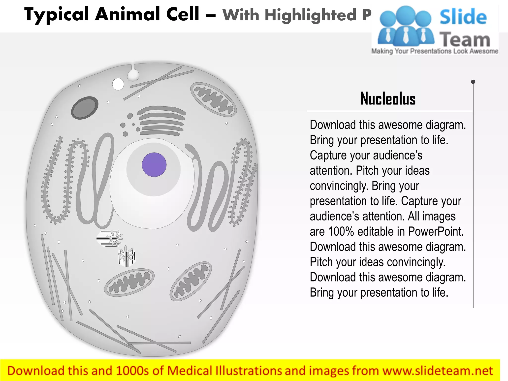 A typical animal cell (as seen in an electron microscope) medical ...