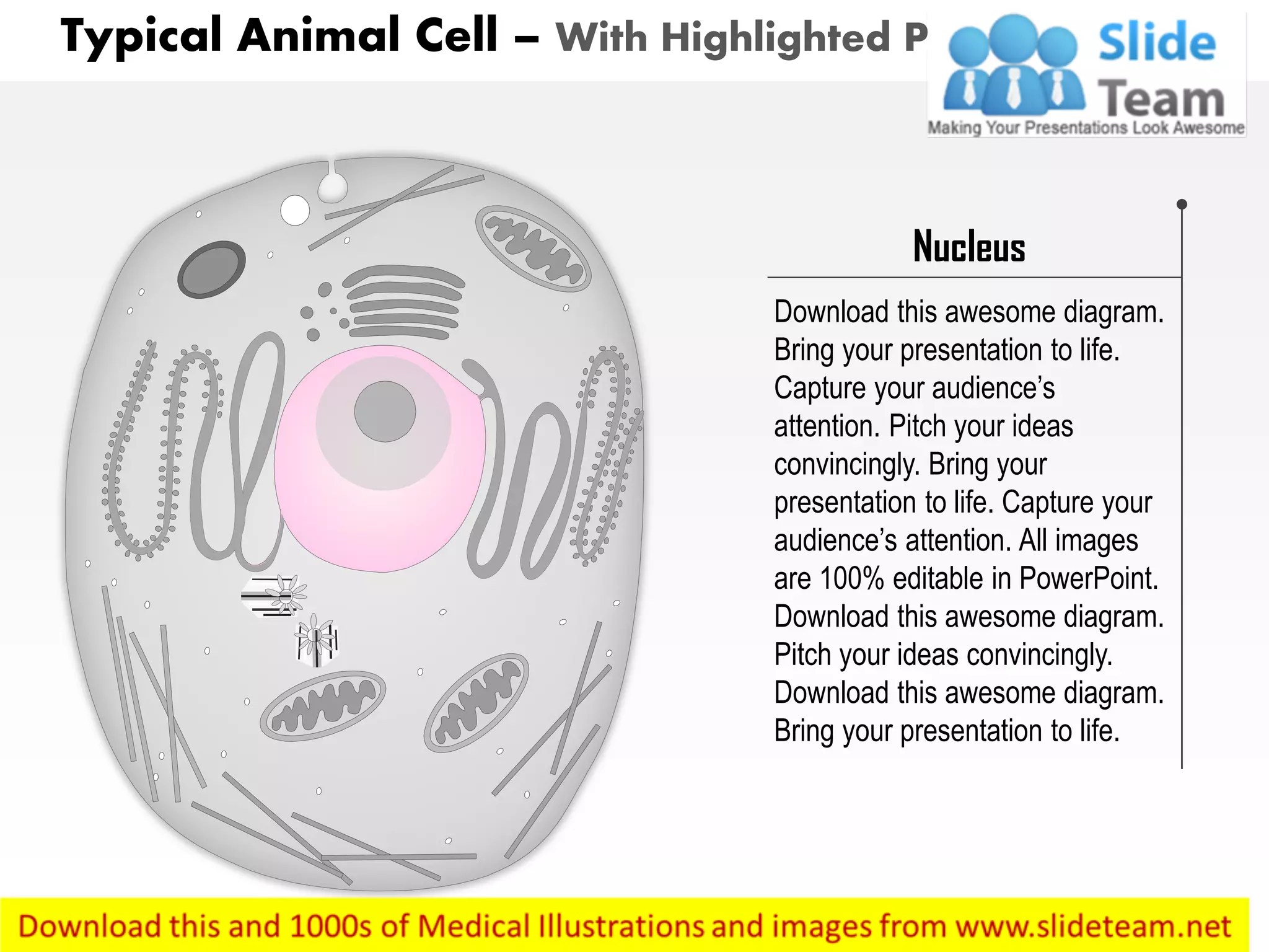 A typical animal cell (as seen in an electron microscope) medical ...