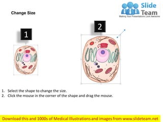 A typical animal cell (as seen in an electron microscope) medical ...