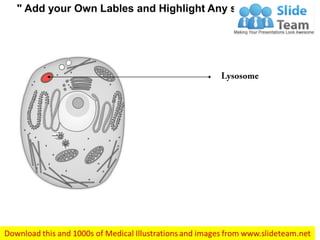A typical animal cell (as seen in an electron microscope) medical ...