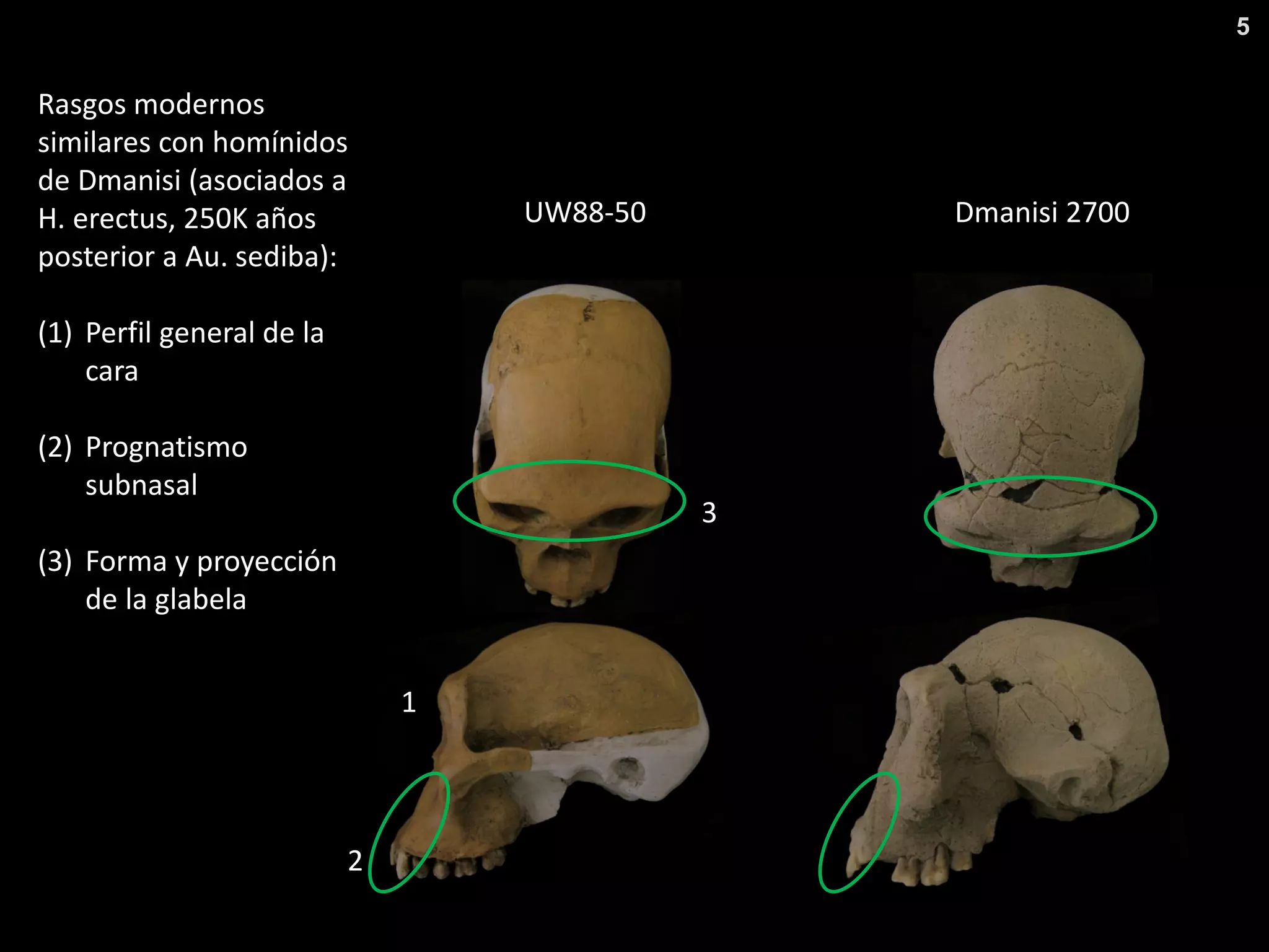Australopithecus sediba | PPT