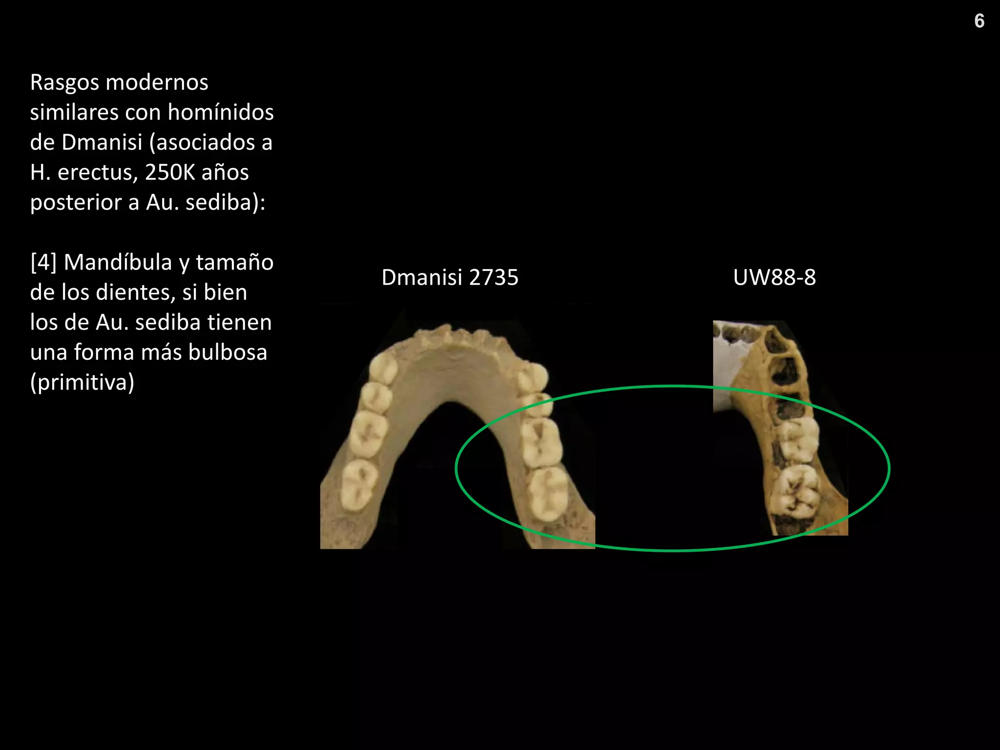 Australopithecus sediba | PPT