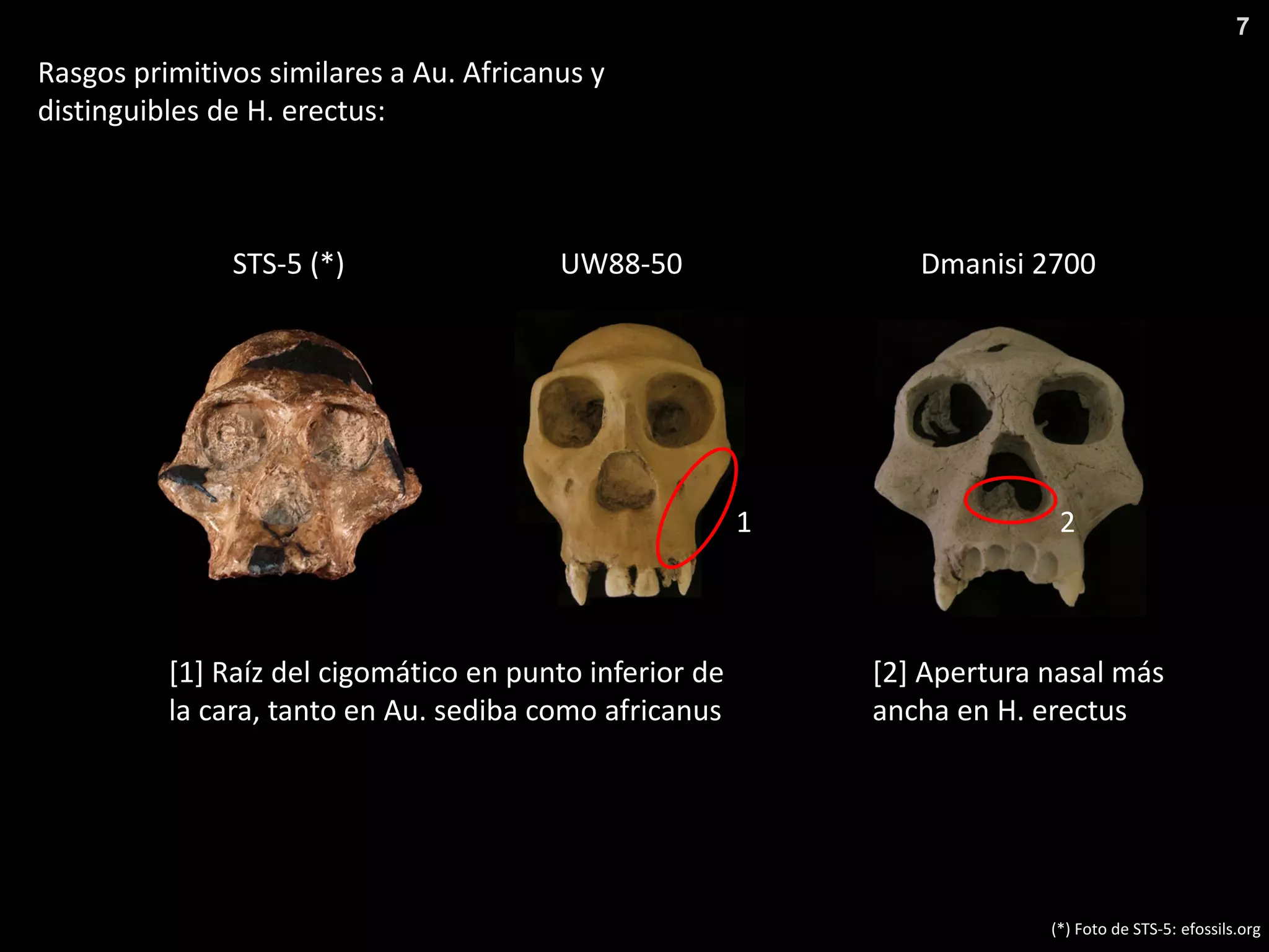 Australopithecus sediba | PPT