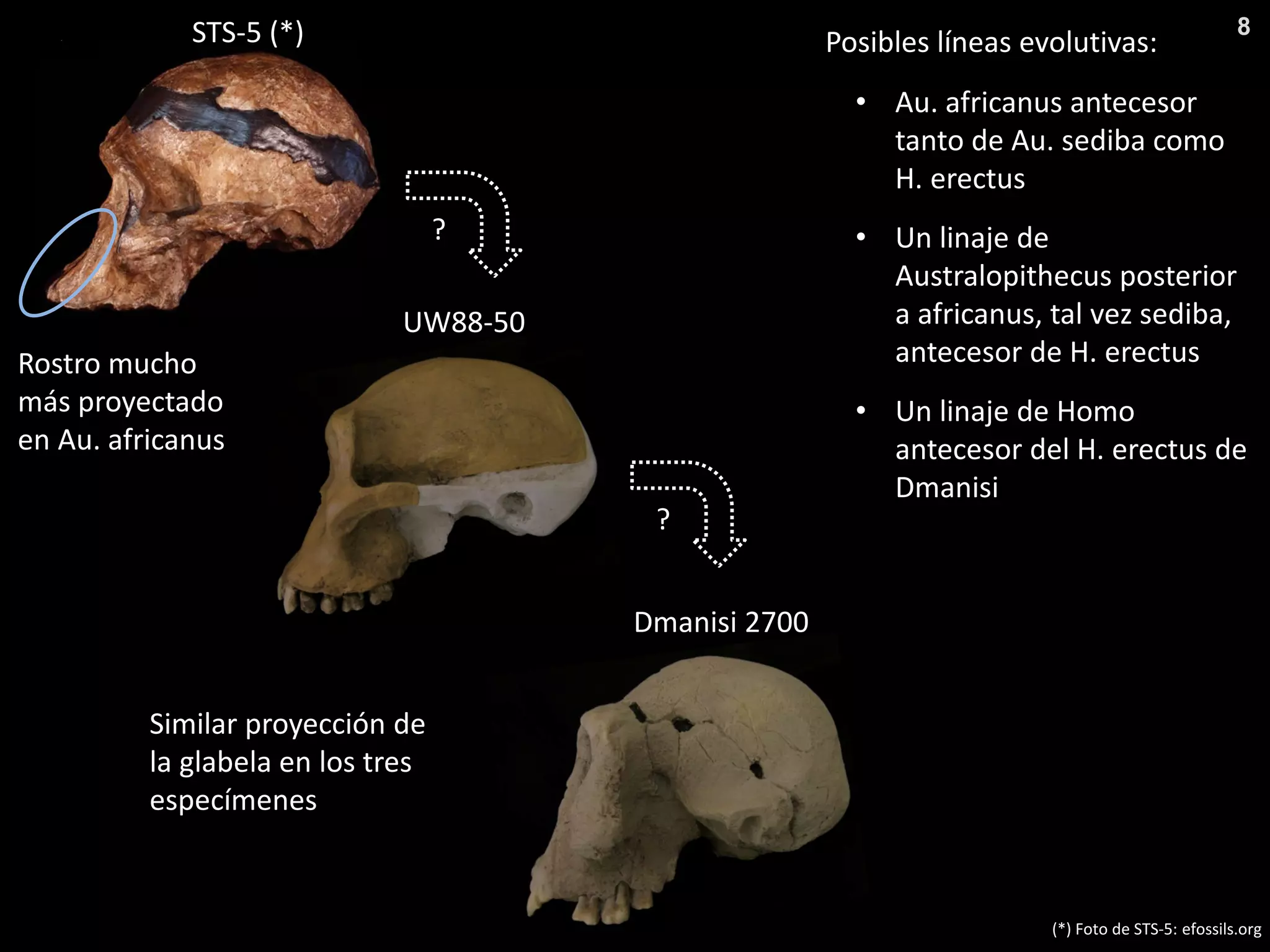 Australopithecus sediba | PPT