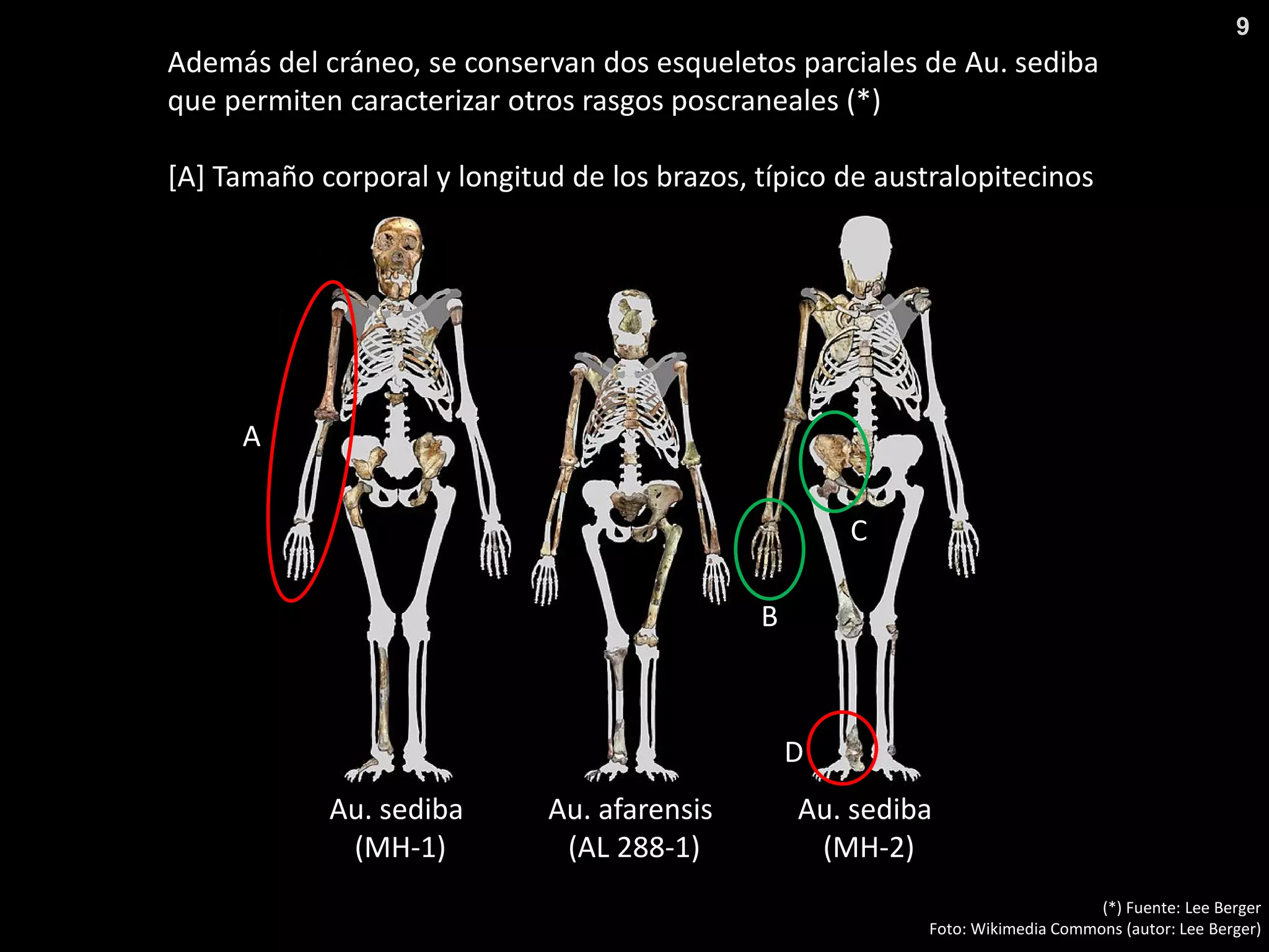Australopithecus sediba | PPT